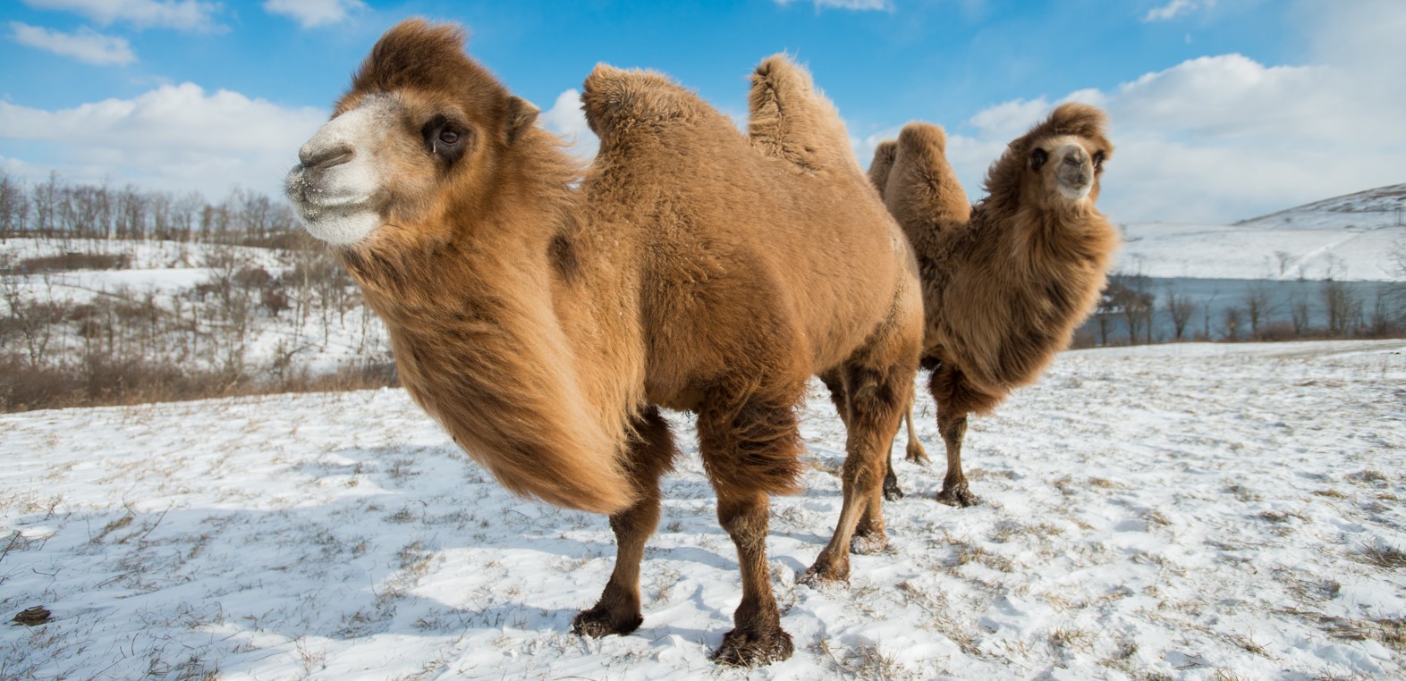 Winter Wildside Tour | The Wilds
