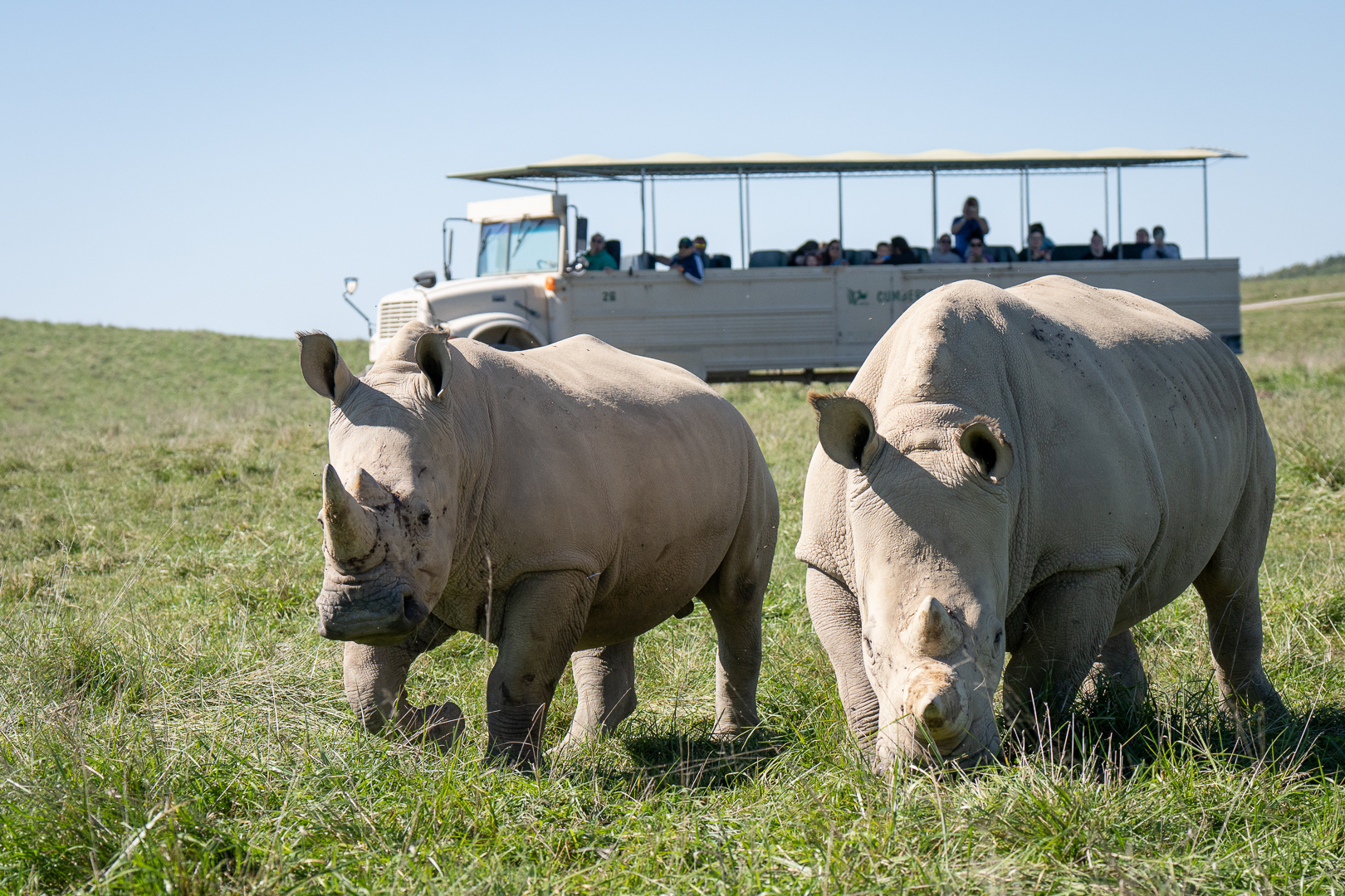 All-Things Rhino Tours | The Wilds