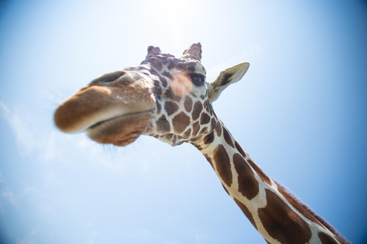 Family Giraffe Party at The Wilds | The Wilds