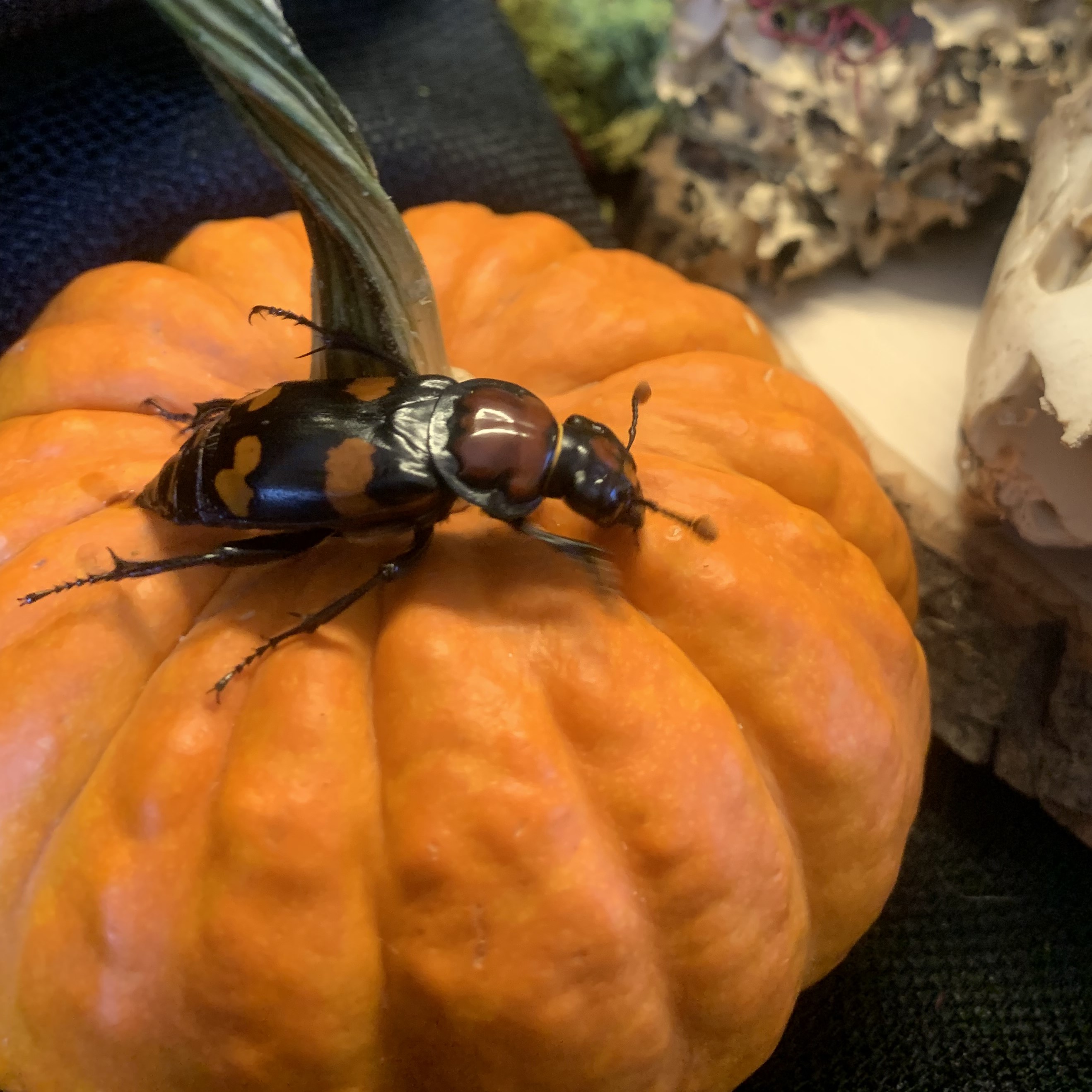 Wilds Adopt Special | The Wilds