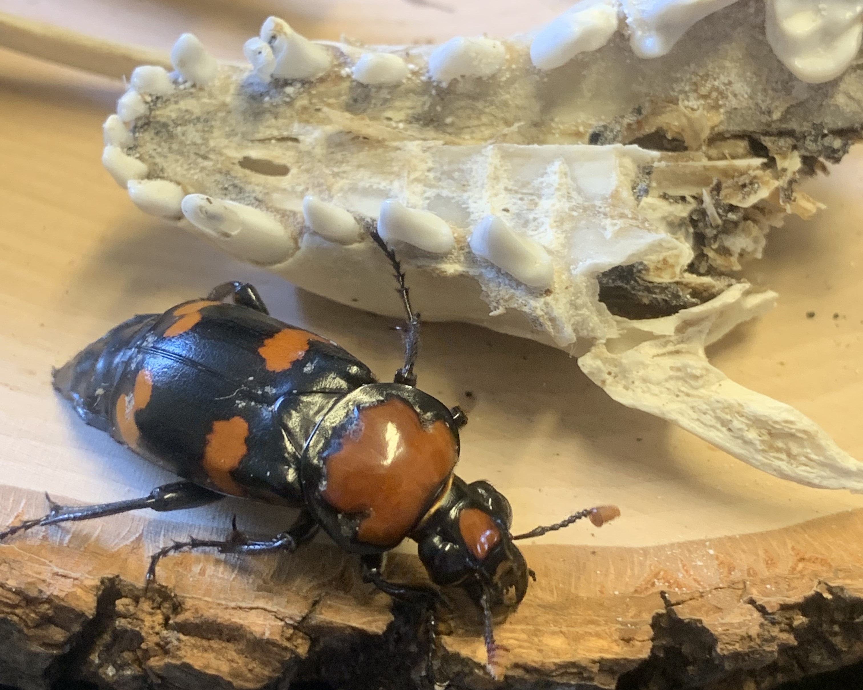 Wilds Adopt Special | The Wilds