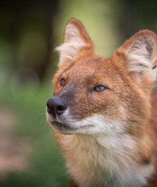 Dhole | The Wilds