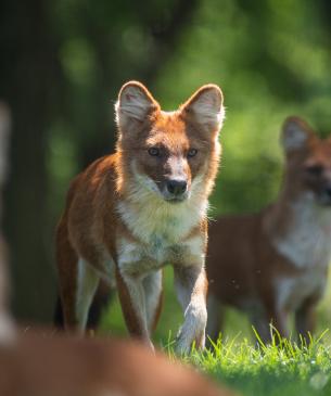 Dhole | The Wilds