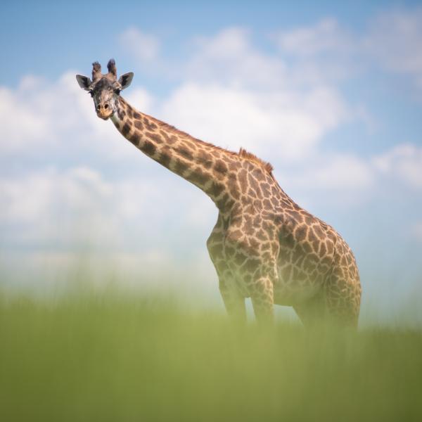 Giraffe | The Wilds