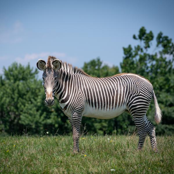 Grevy's Zebra | The Wilds