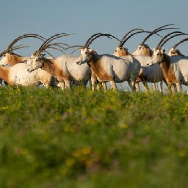 Scimitar-Horned Oryx Reintroductions | The Wilds