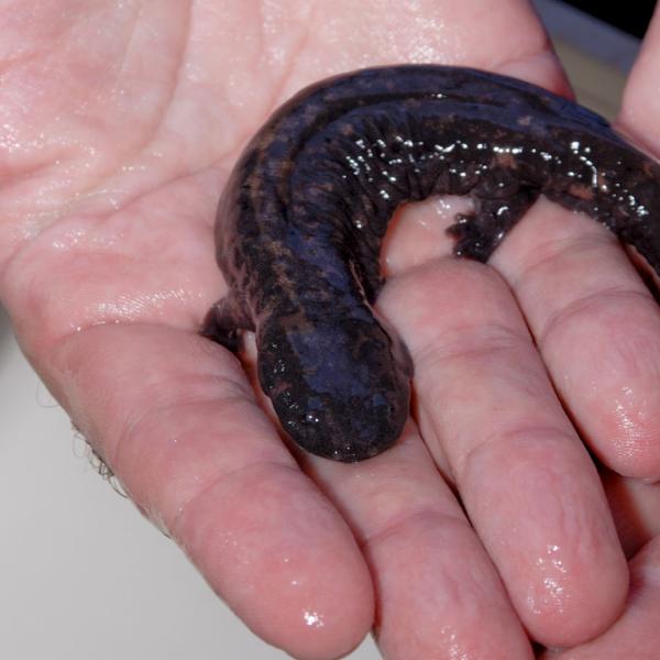 Hellbenders | The Wilds