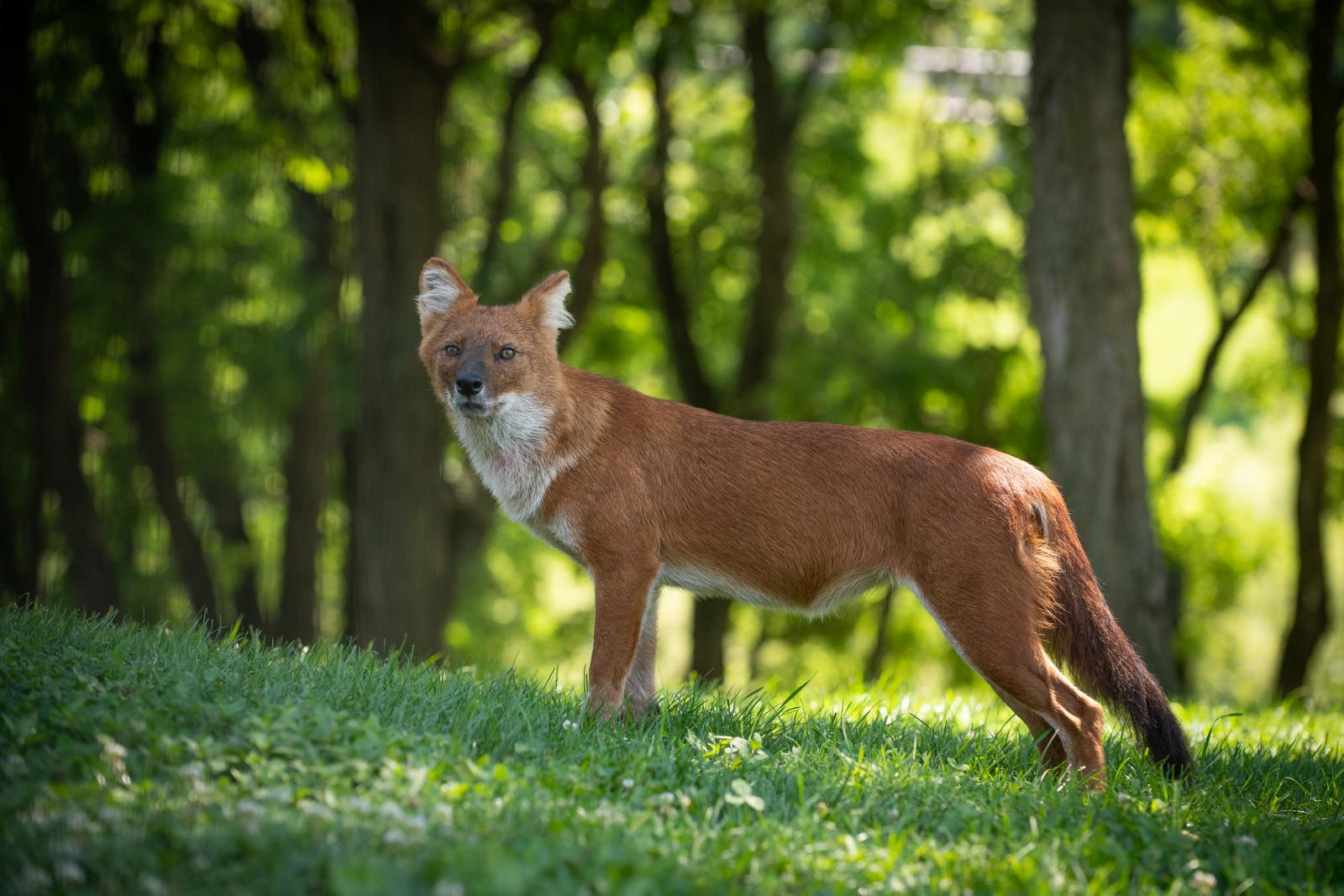Dhole | The Wilds