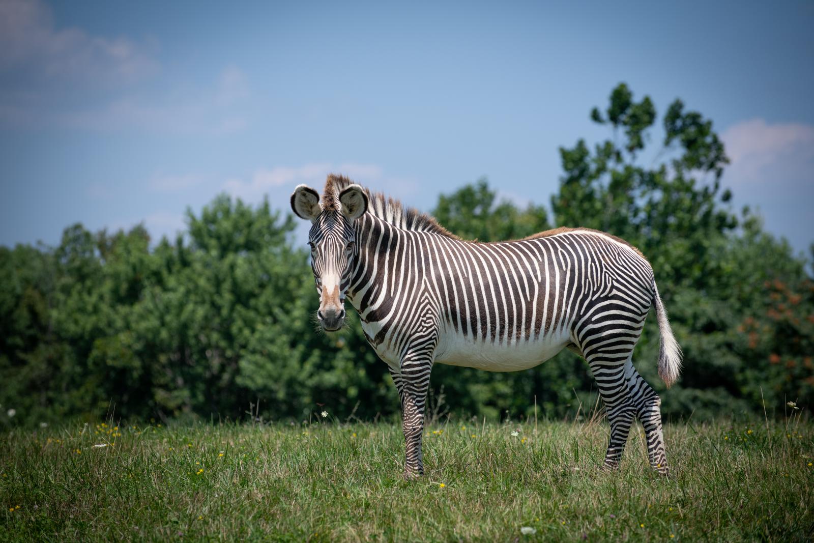 Grevy's Zebra | The Wilds