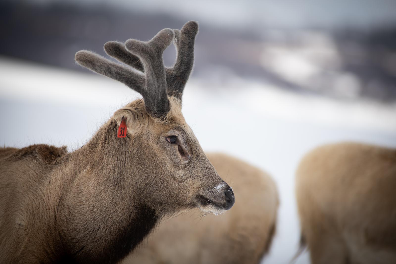 Pére David's Deer | The Wilds