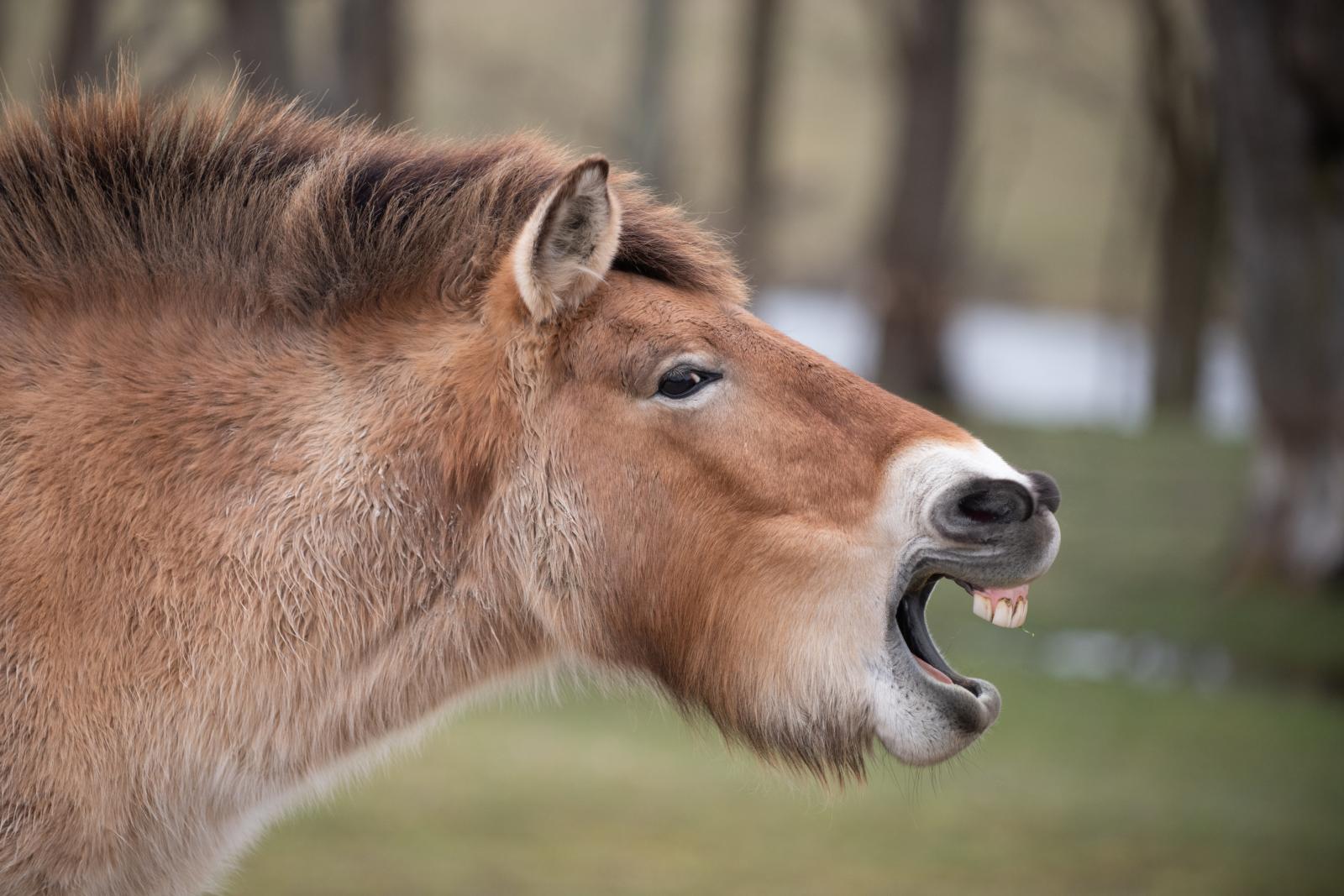 Przewalski’s Wild Horse | The Wilds