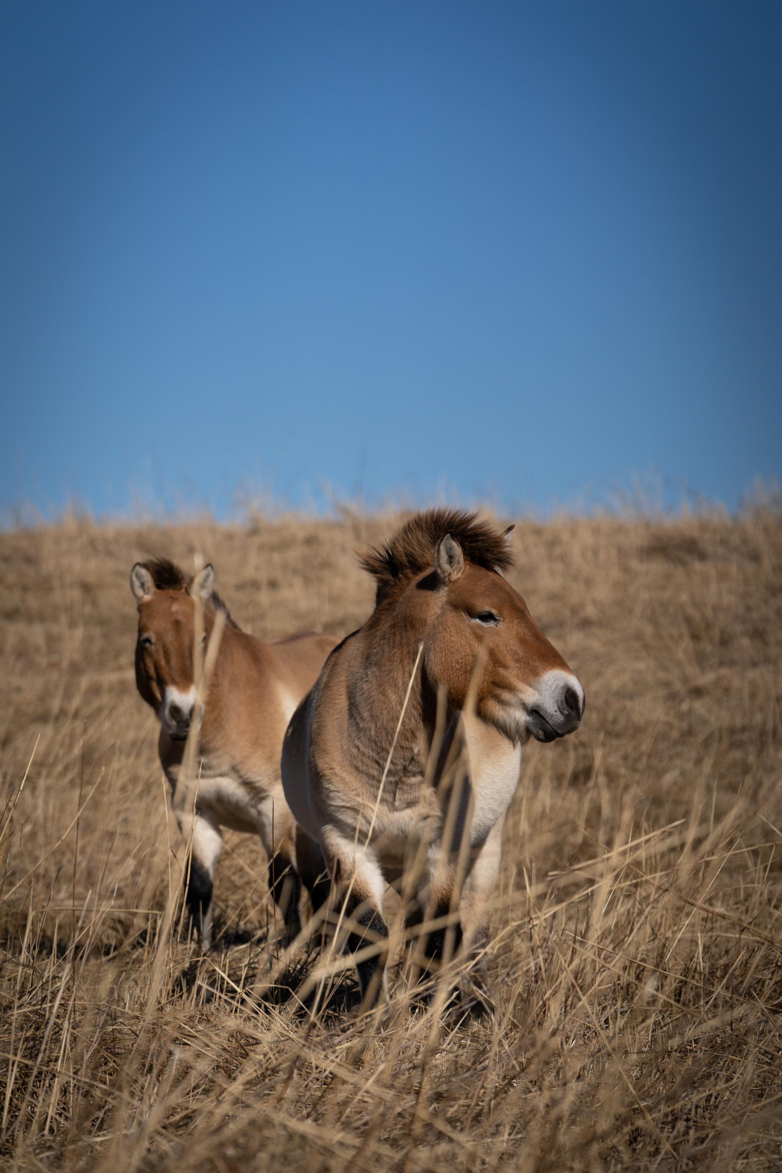 Przewalski’s Wild Horse | The Wilds