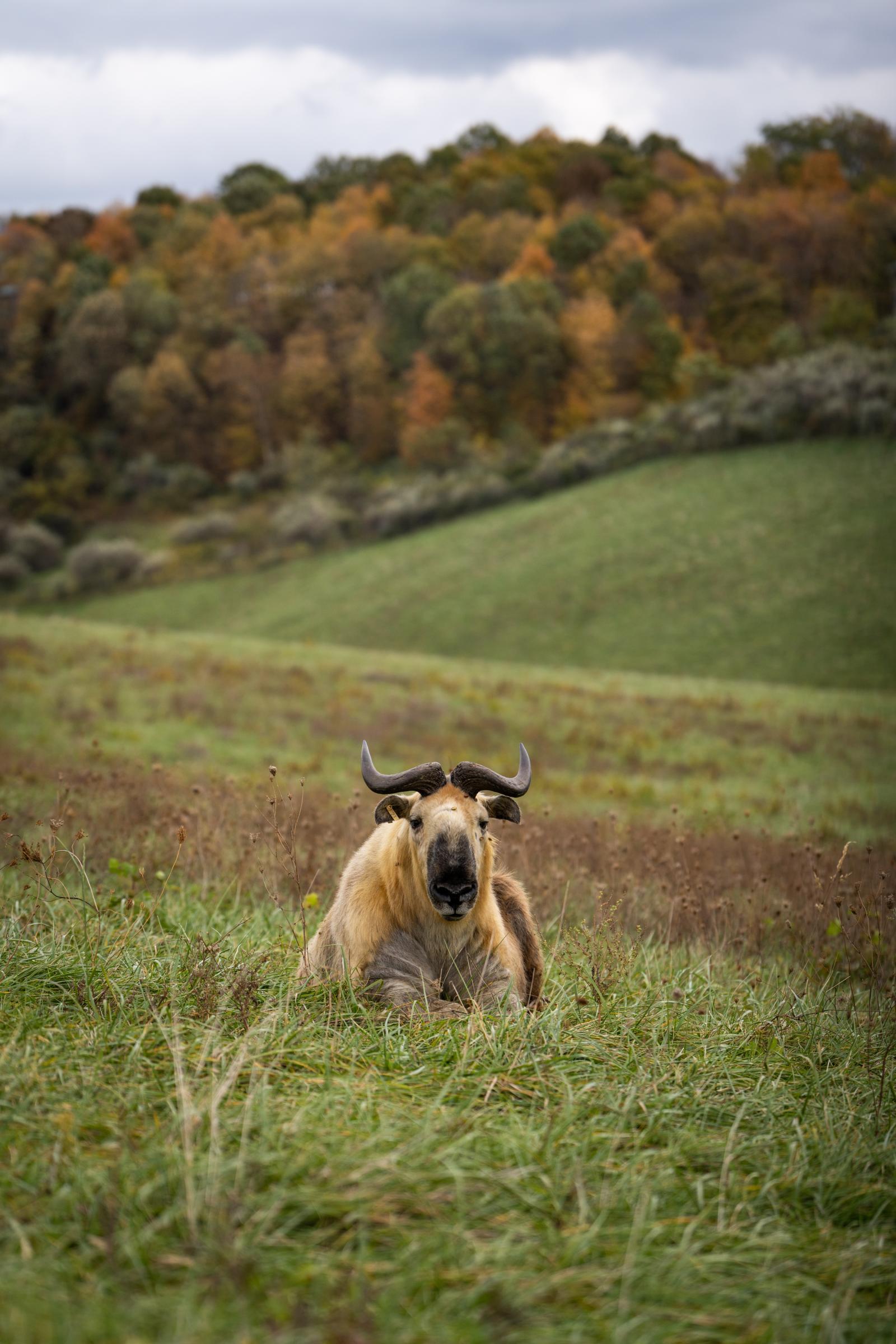 Sichuan Takin | The Wilds