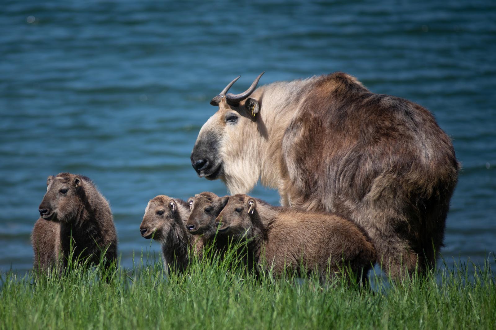Sichuan Takin | The Wilds