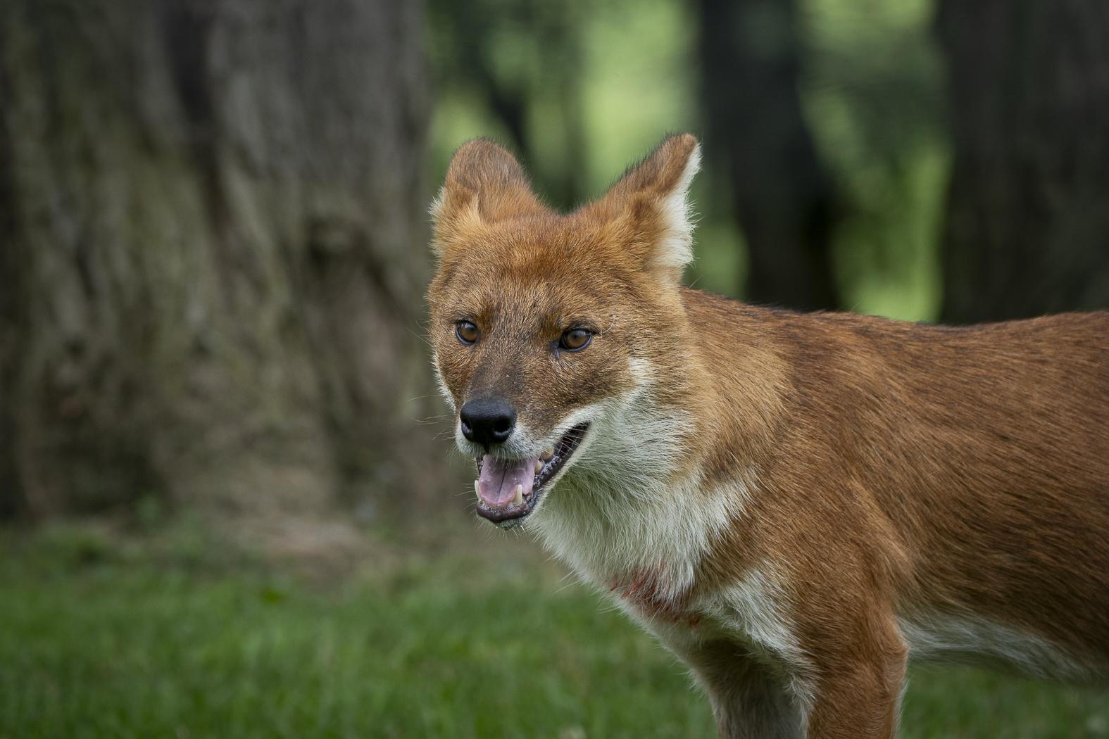 Carnivore Conservation Tour | The Wilds