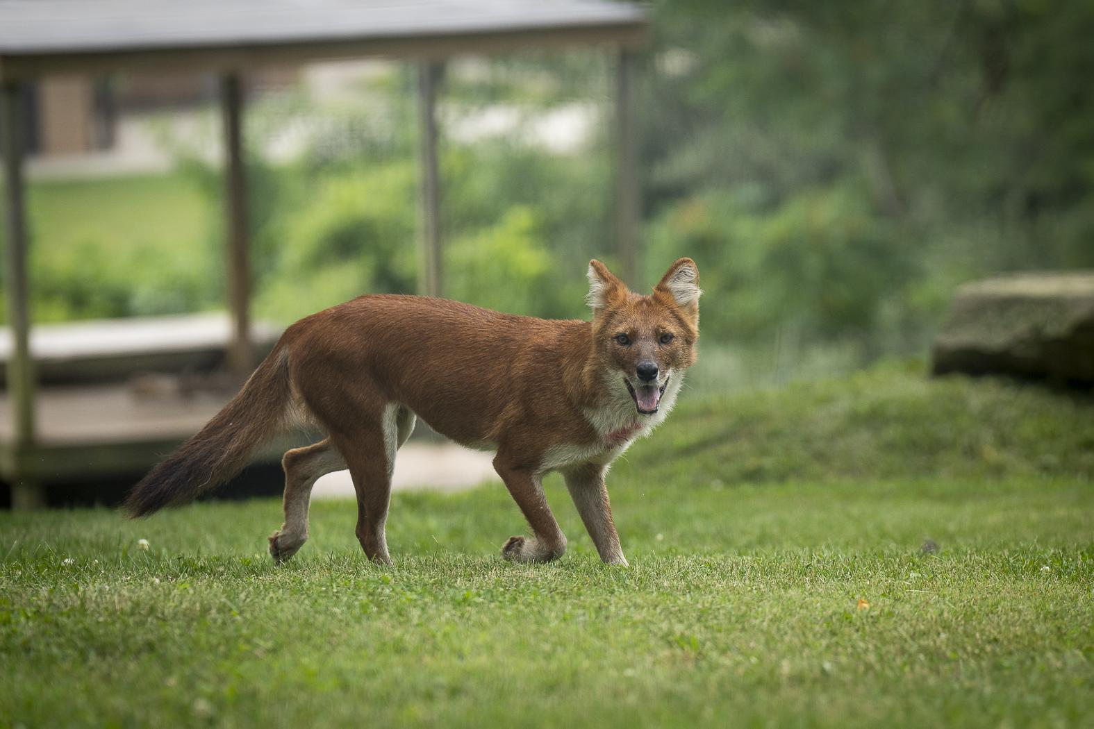 Carnivore Conservation Tour | The Wilds