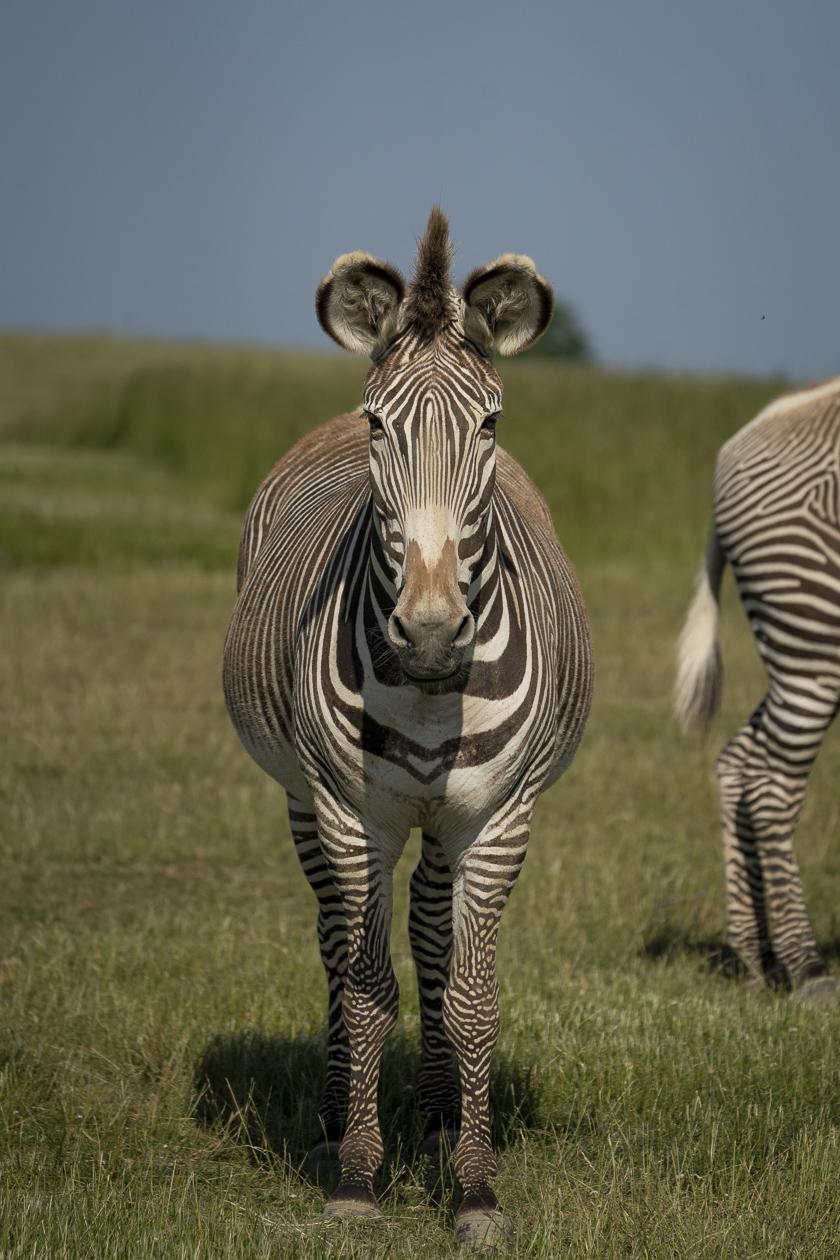 The Wilds | Animal Safaris