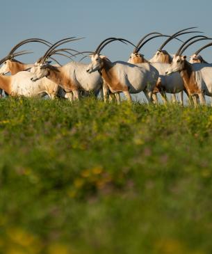 Scimitar-Horned Oryx Reintroductions | The Wilds